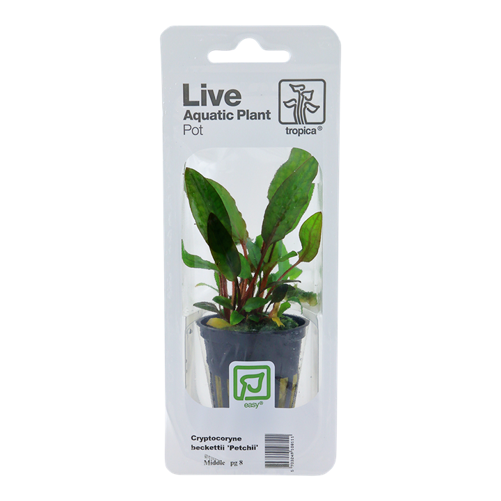 Cryptocoryne beckettii 'Petchii' 108A PCS – Your Local Fish Store