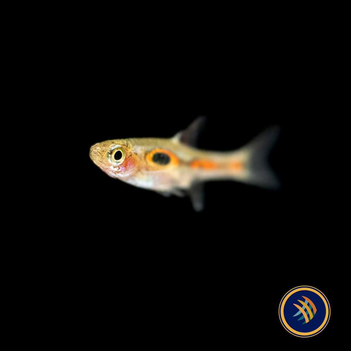 rasbora merah
