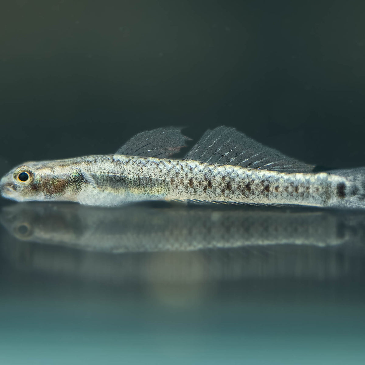 goby pleco