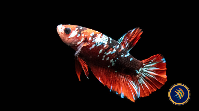 Your Local Fish Store