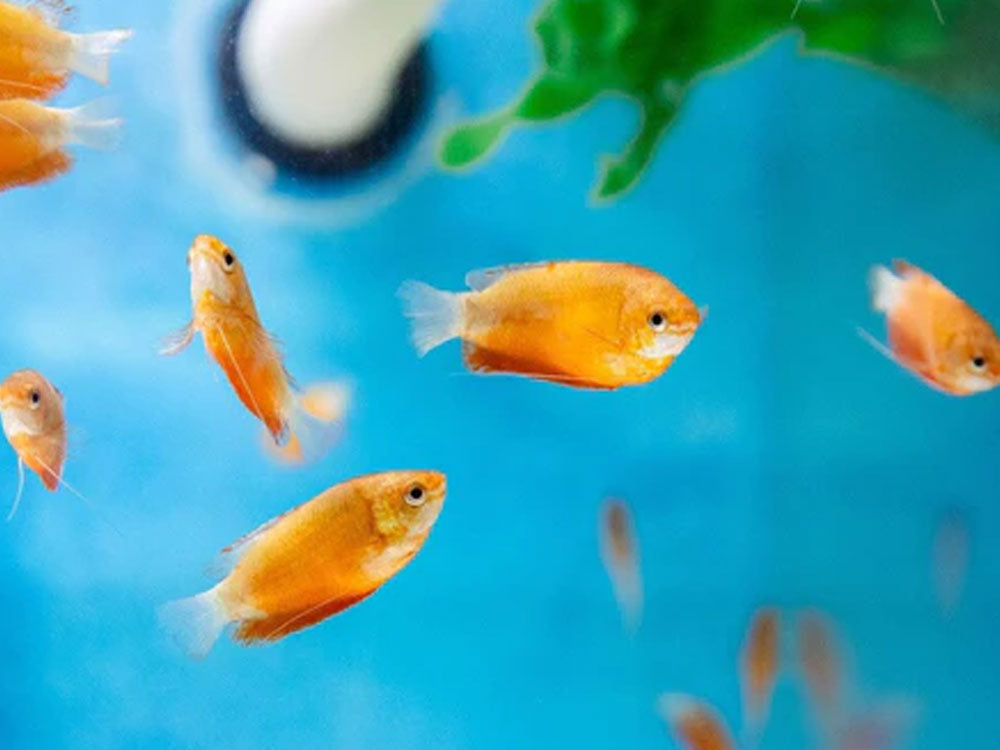 Freshwater Fish – Your Local Fish Store