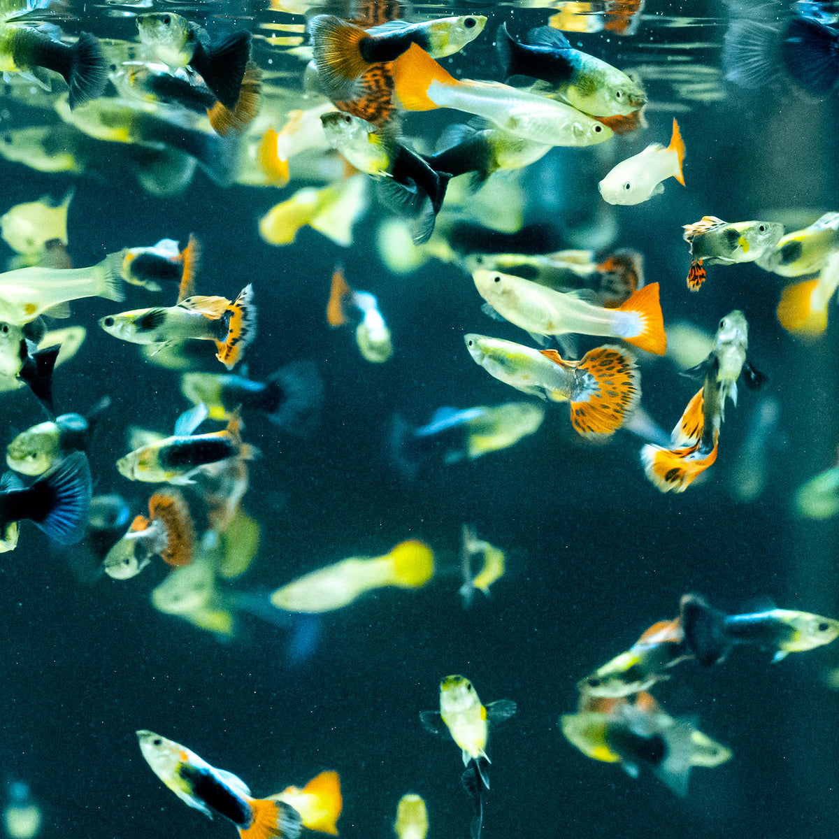 Livebearers – Your Local Fish Store