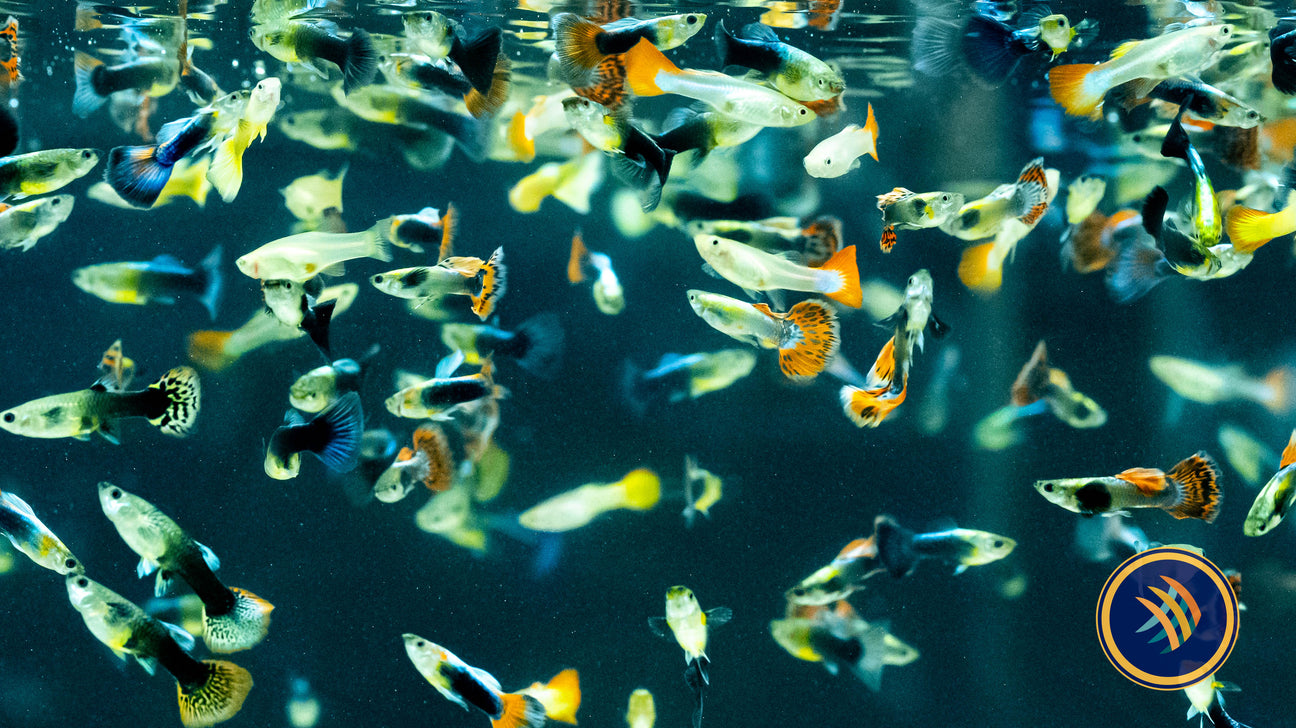 Livebearers – Your Local Fish Store