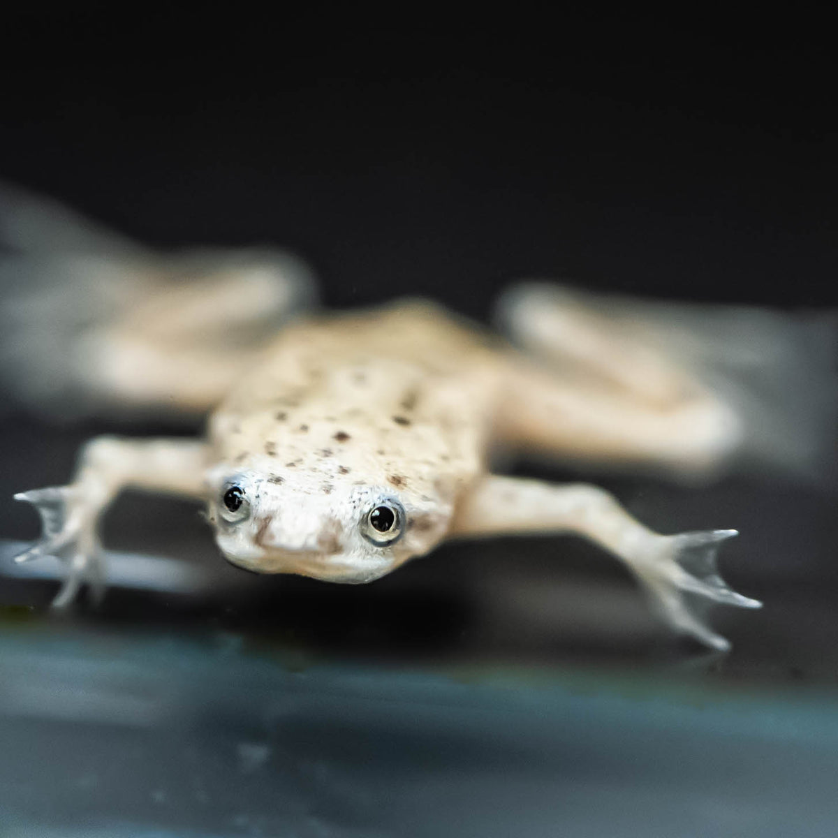 Platinum African Dwarf Frog (Hymenochirus Boettgeri) – Your Local Fish ...