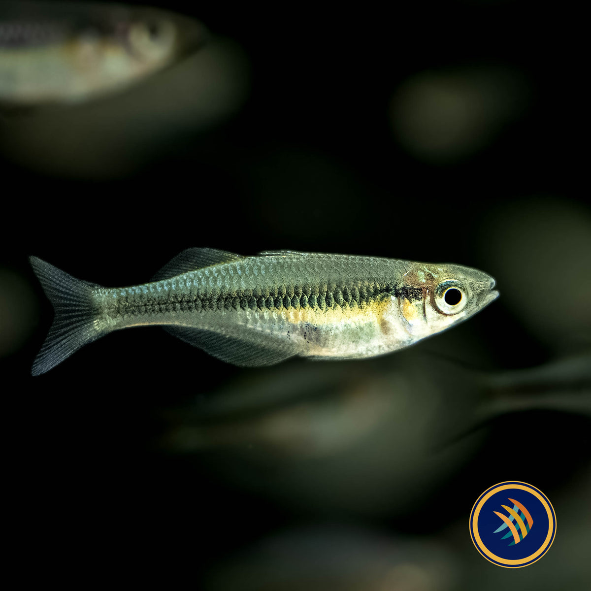 Alleni Rainbowfish (Chilatherina alleni) 3-4cm – Your Local Fish Store