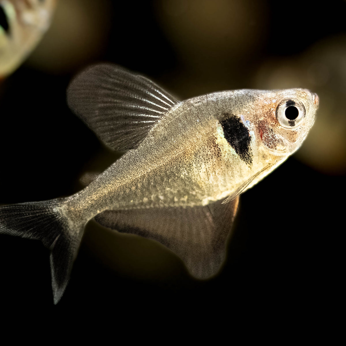 Black Phantom Tetra (Hyphessobrycon megalopterus) – Your Local Fish Store