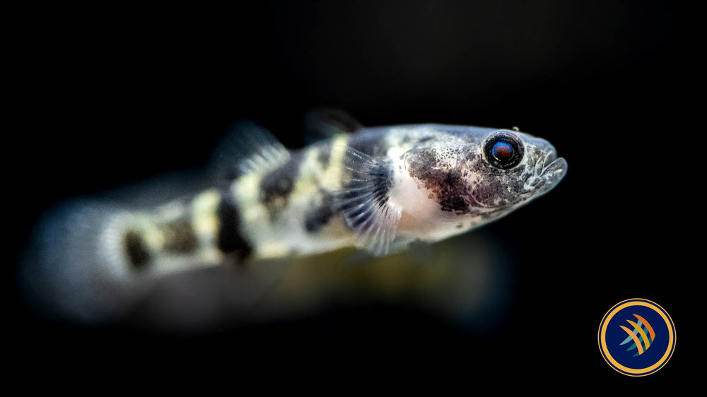 Bumble Bee Goby (Brachygobius xanthomelas) 1 -2cm – Your Local Fish Store