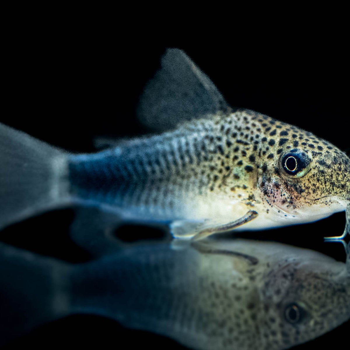 Corydoras Similis (Smudge Spot/Violet) 2.5cm – Your Local Fish Store