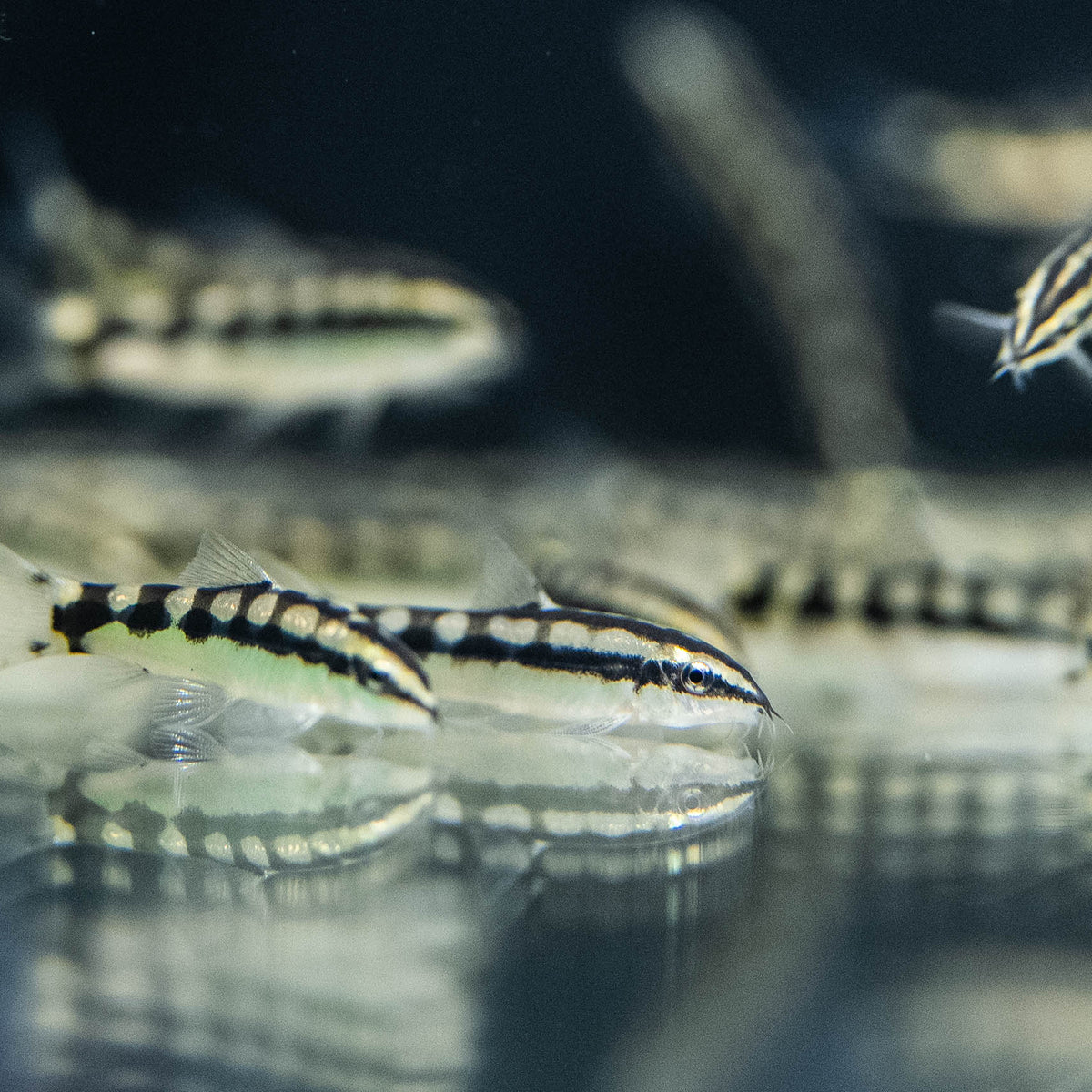 Dwarf Chain Loach (Ambastaie Sidthimunki) – Your Local Fish Store