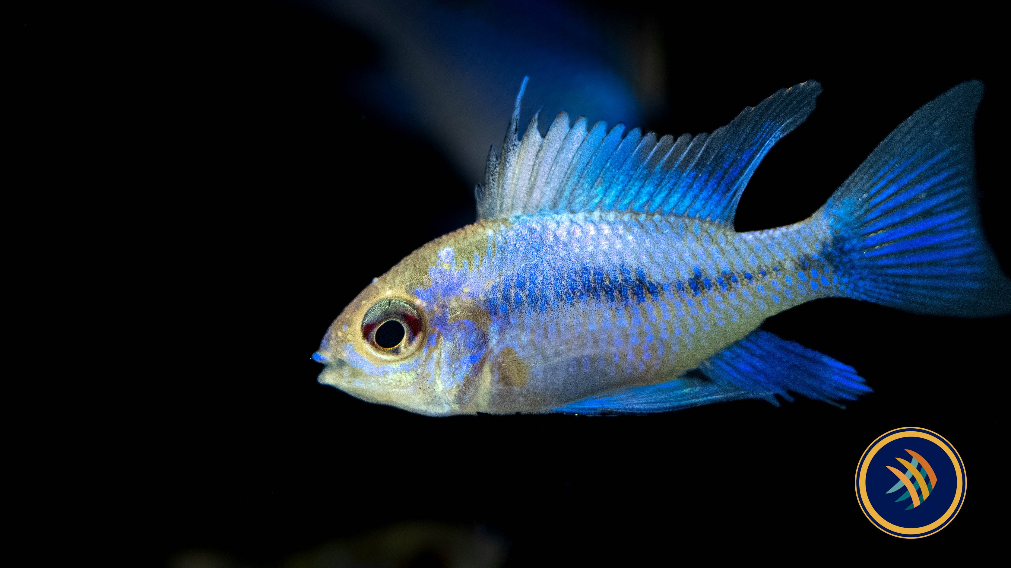 Electric Blue Ram Fish Electric Blue Ram ~1"