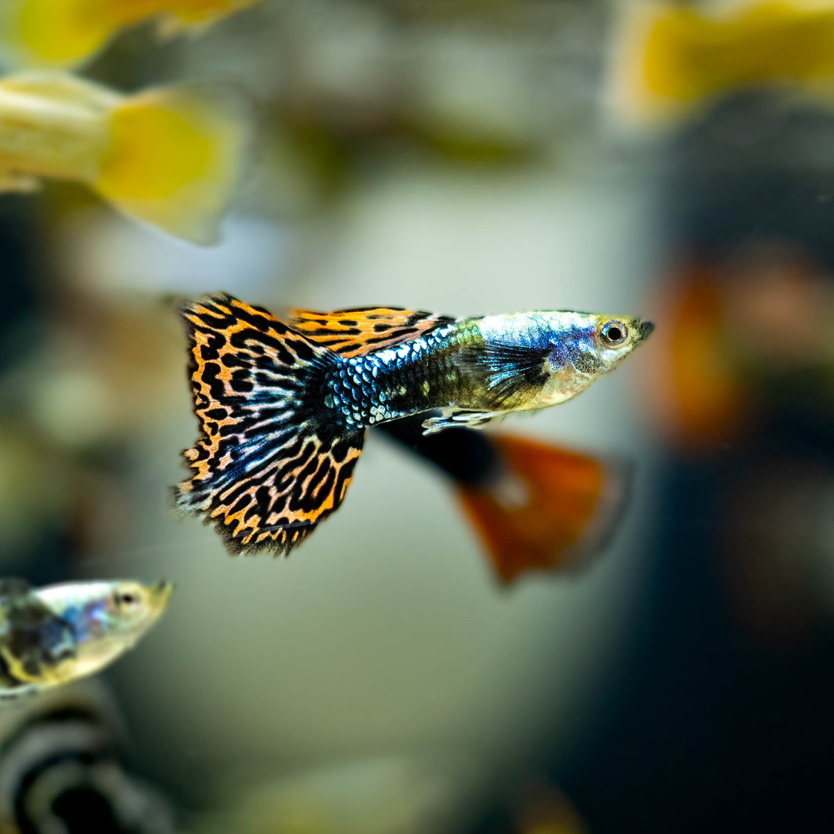Fancy Guppy Male Assorted (Poecilia reticulata) – Your Local Fish Store