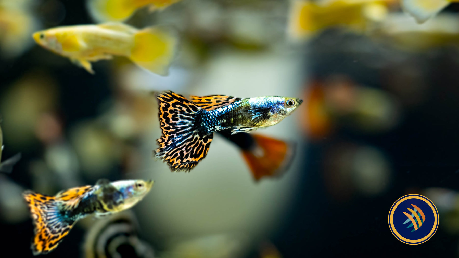 Freshwater Fish – Your Local Fish Store