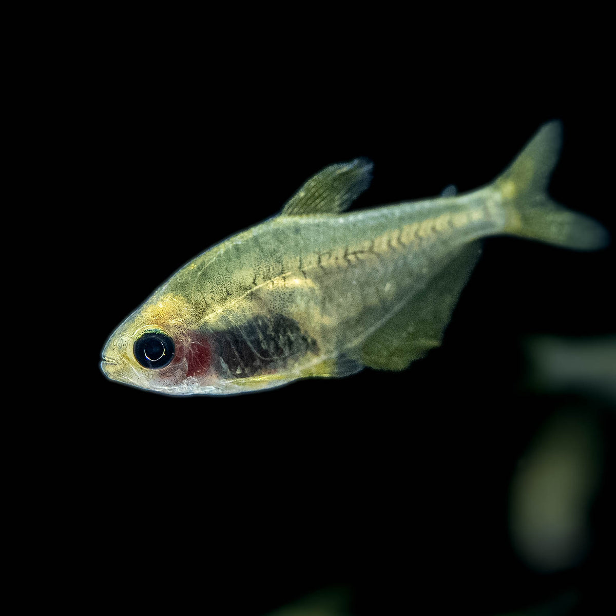 Ghost Tetra (Hyphessobrycon Bifasciatus 'Ghost') Locally Bred – Your ...