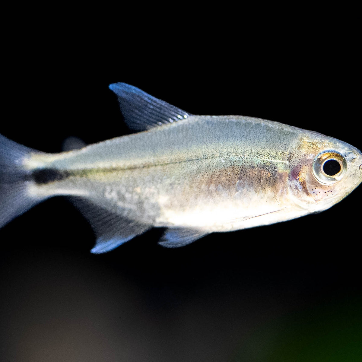 Hyphessobrycon Infernalis 'Infernal Tetra' (Aquarium Glaser) (Female ...
