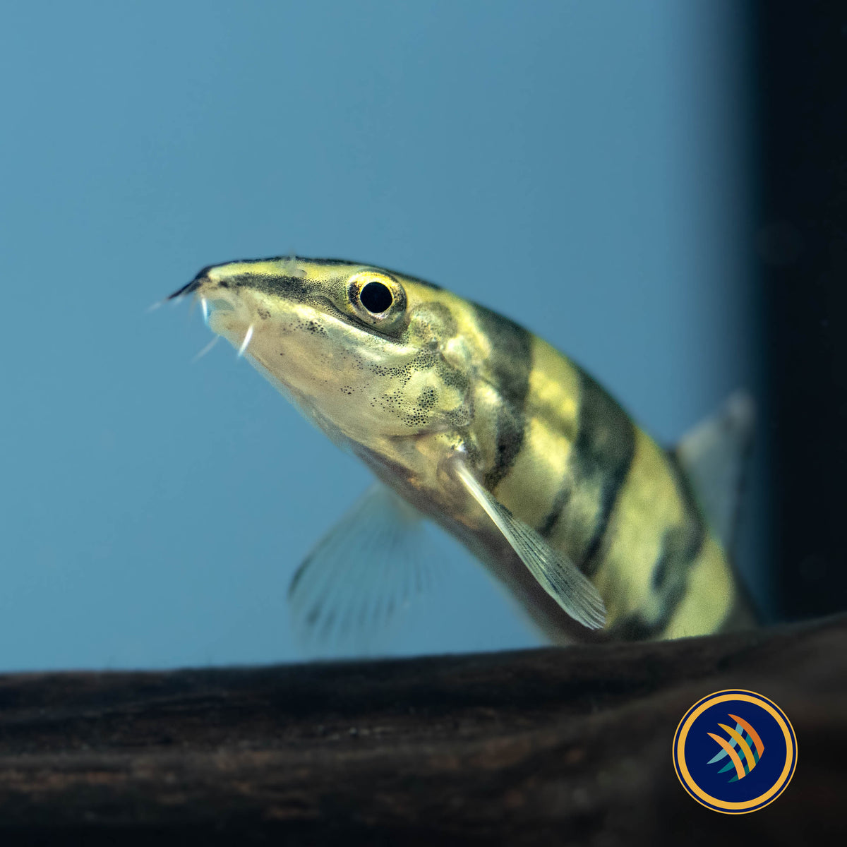 Kansu Loach / Chinese Golden Zebra Loach (Sinibotia robusta) 5cm – Your ...