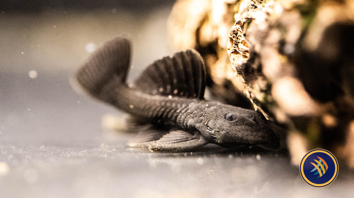 Catfish Loaches & Plecos – Page 2 – Your Local Fish Store