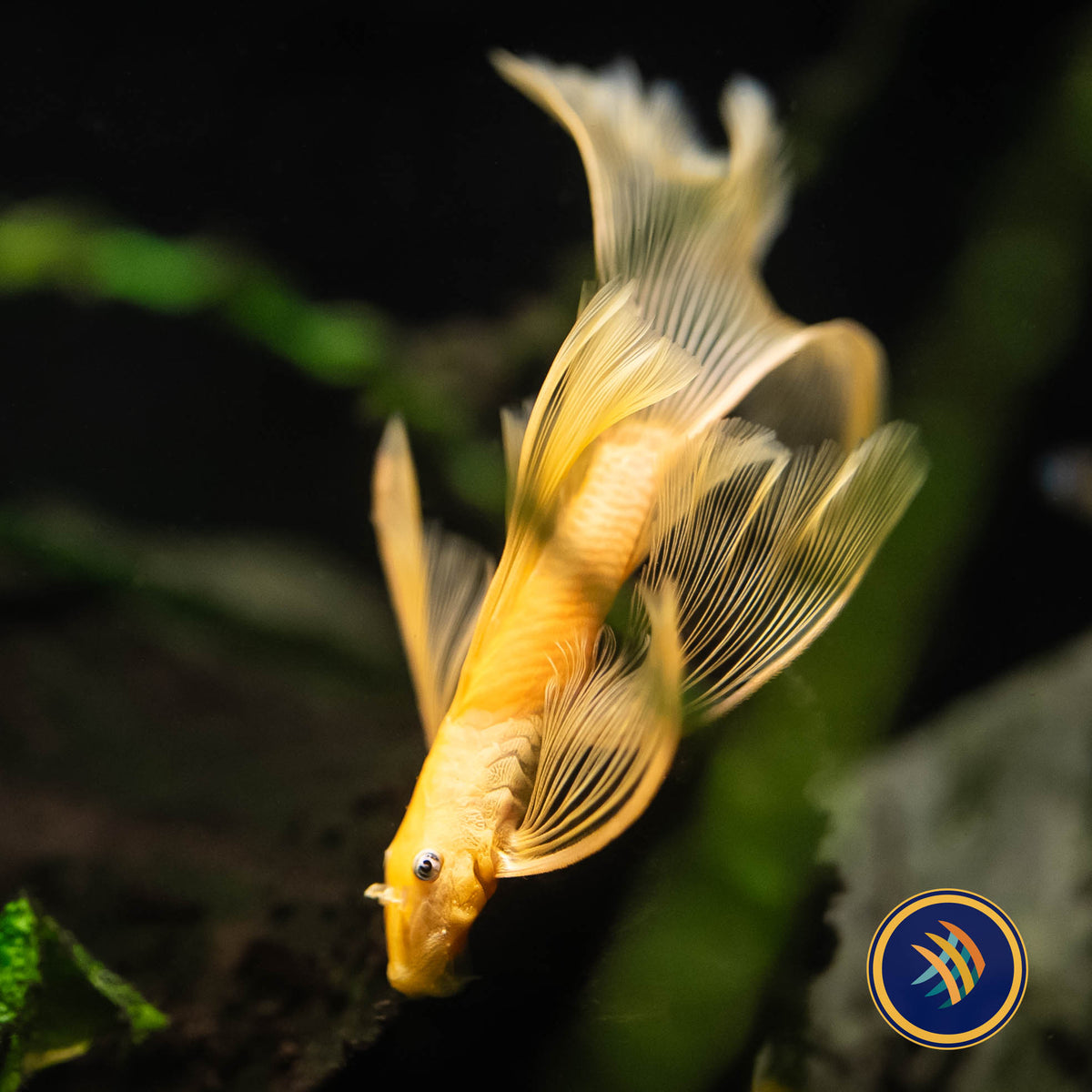L144 Longfin Lemon Blue Eye Bristlenose Pleco (Ancistrus sp. L144 ...