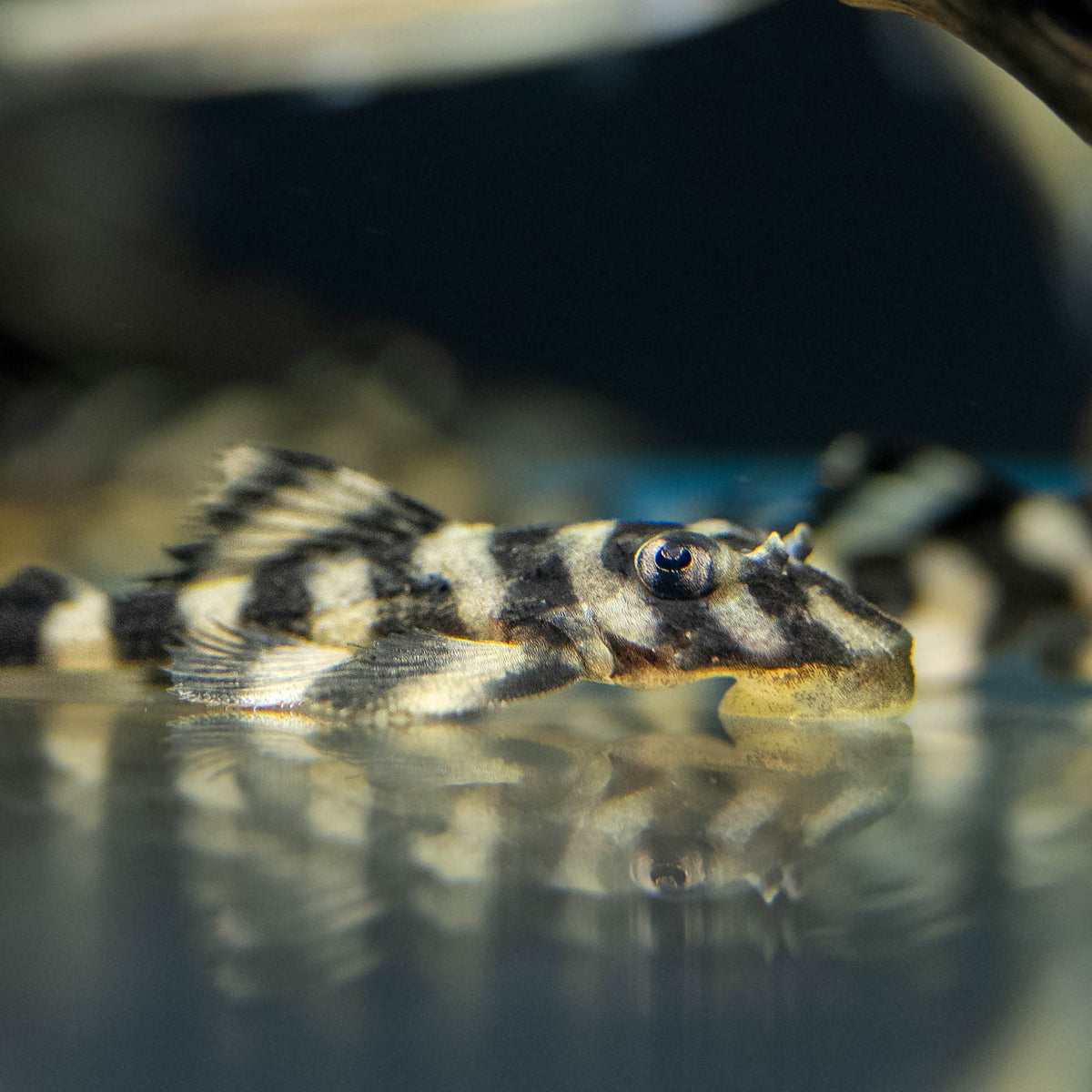 L168 Atabapo Butterfly Pleco (Dekeyseria picta) – Your Local Fish Store