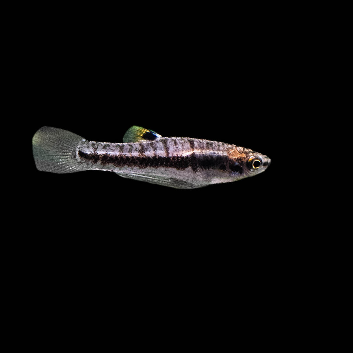Least Killifish (Heterandria formosa) Medium (Aquarium Glaser) – Your ...