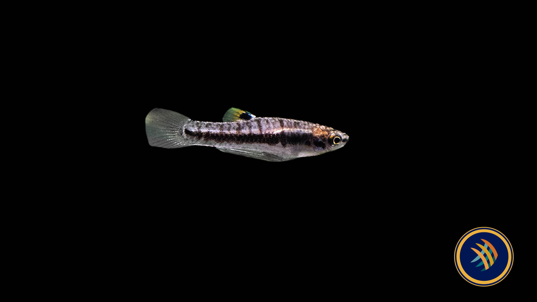 Livebearers – Your Local Fish Store