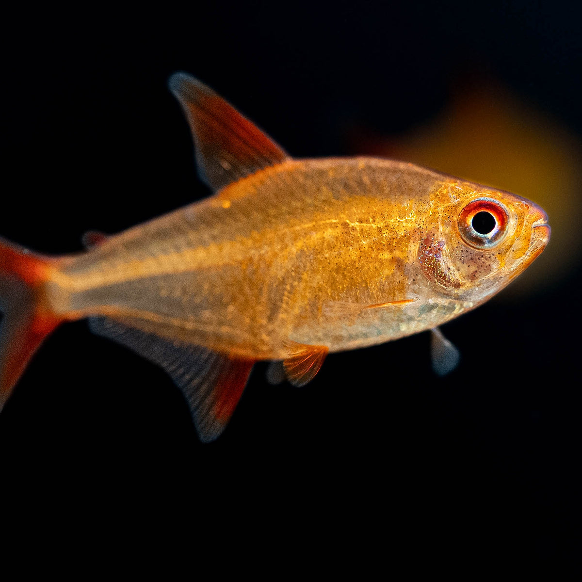 Muzel Red Cherry Tetra (Hyphessobrycon sp. "Muzel") 1-2cm – Your Local ...