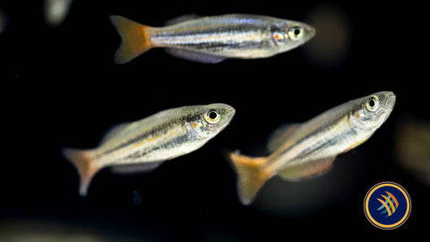 Rainbowfish Killifish & Danios – Your Local Fish Store
