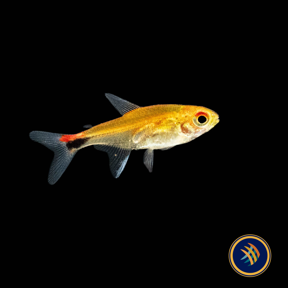 Ruby Tetra (Axelrodia Riesei) Med - Large (Aquarium Glaser) – Your ...