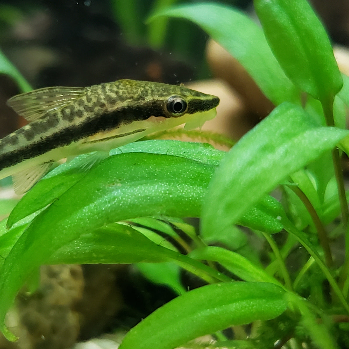 Otocinclus Catfish " Oto" (Macrotocinclus affinis) – Your Local Fish Store