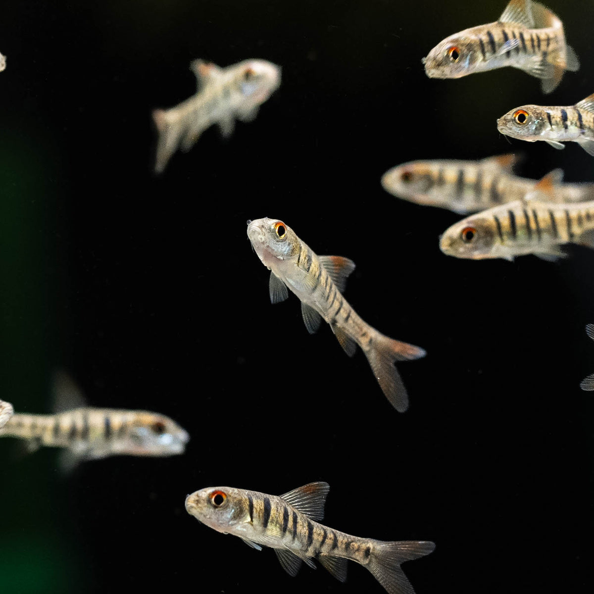 Blue Barred Barb ('Barbus' Faciolatus) – Your Local Fish Store