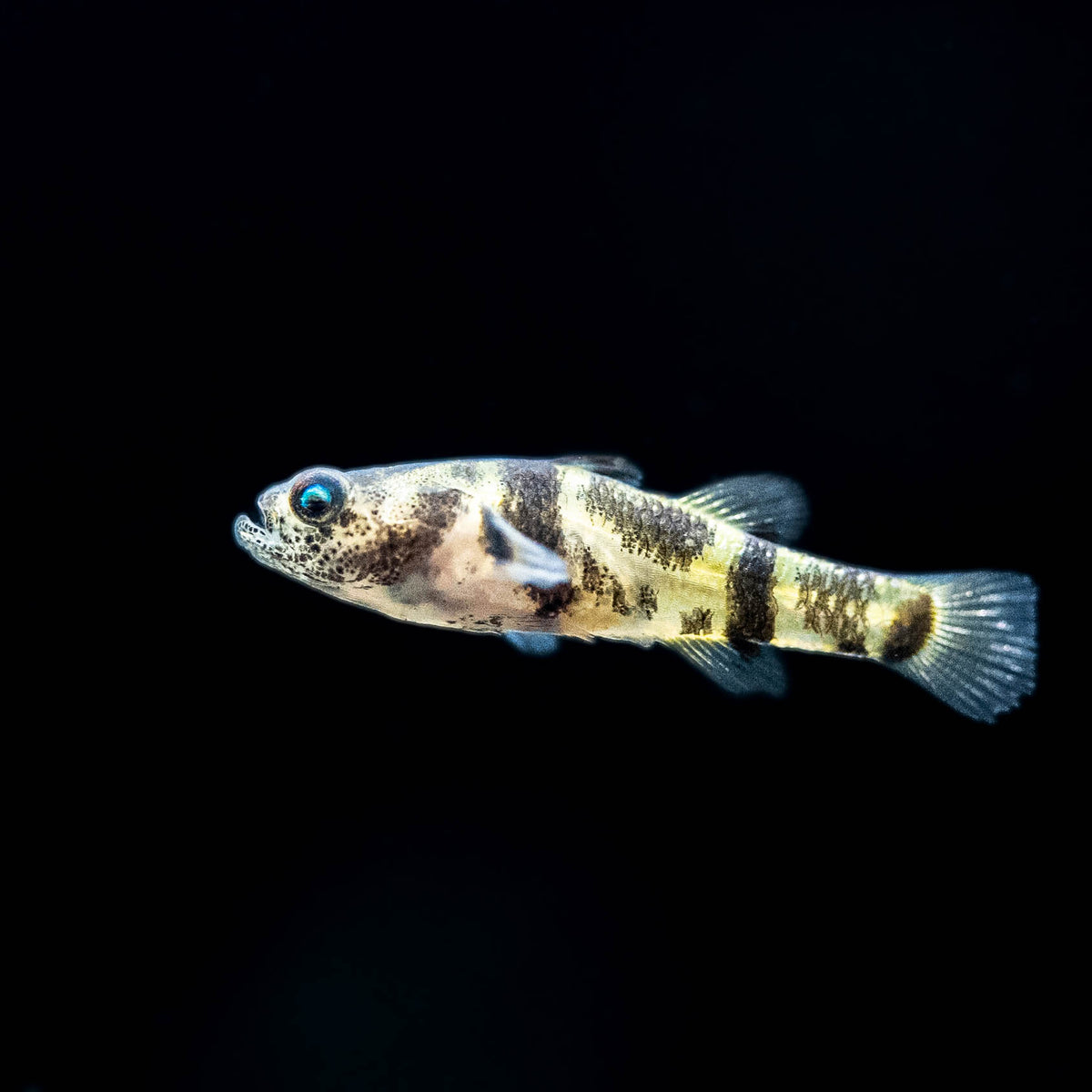 Bumble Bee Goby (Brachygobius xanthomelas) 1 -2cm – Your Local Fish Store