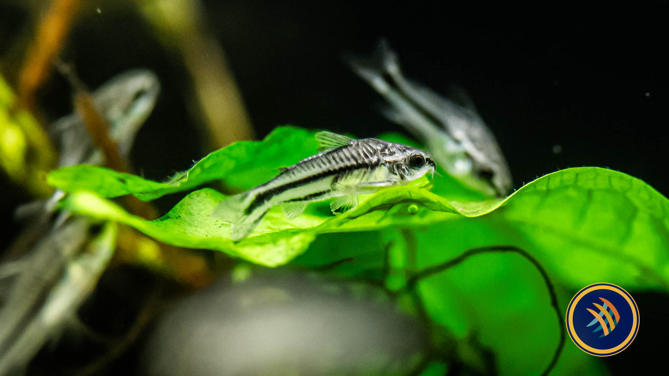 Catfish Loaches & Plecos – Your Local Fish Store