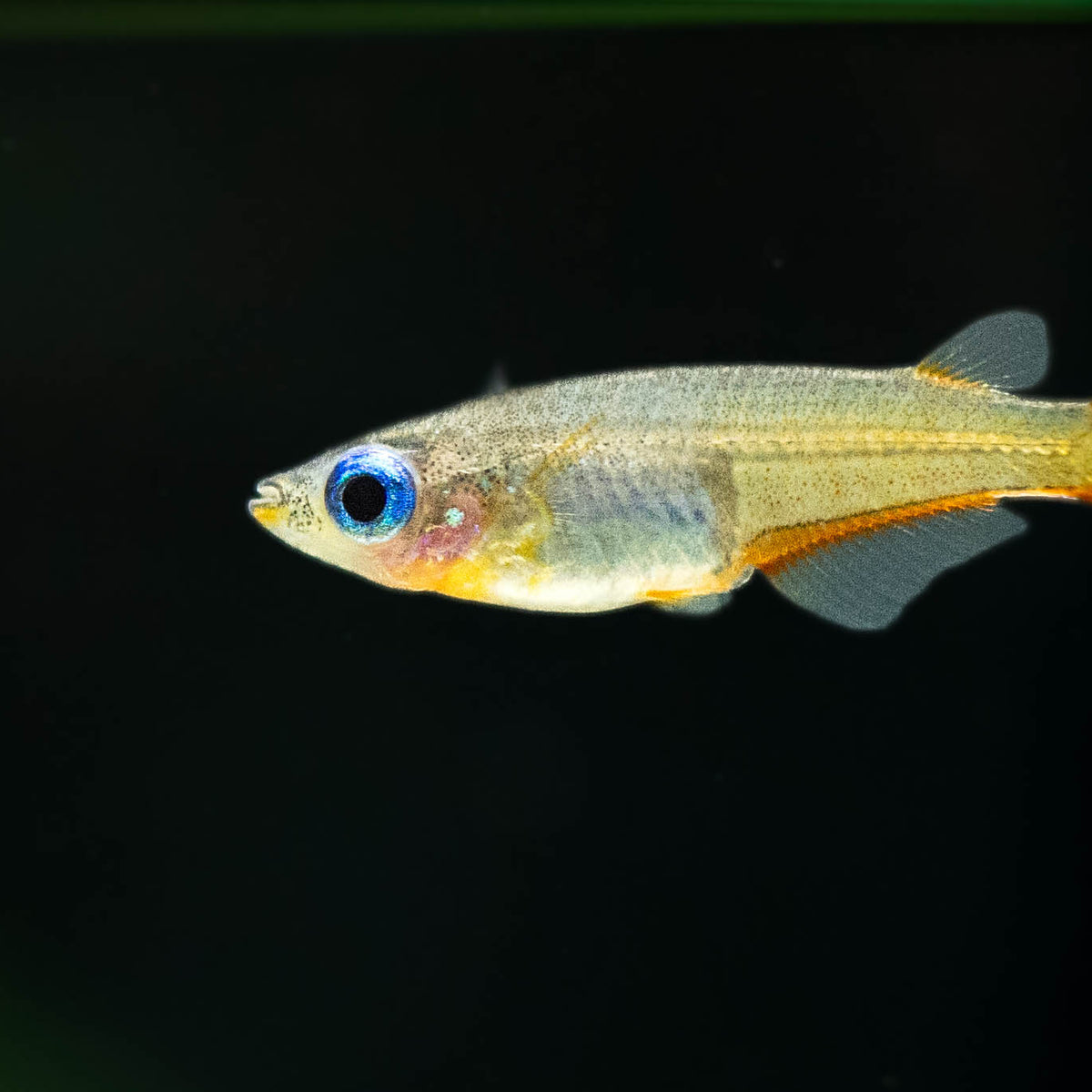 Daisy's Blue Ricefish (Oryzias woworae) – Your Local Fish Store