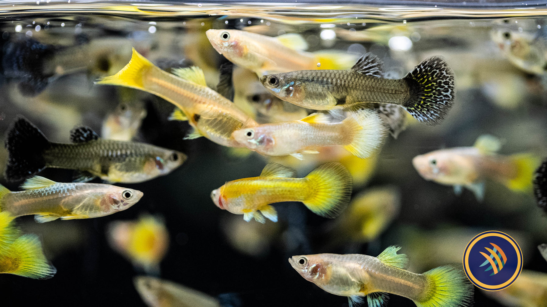 Livebearers – Your Local Fish Store