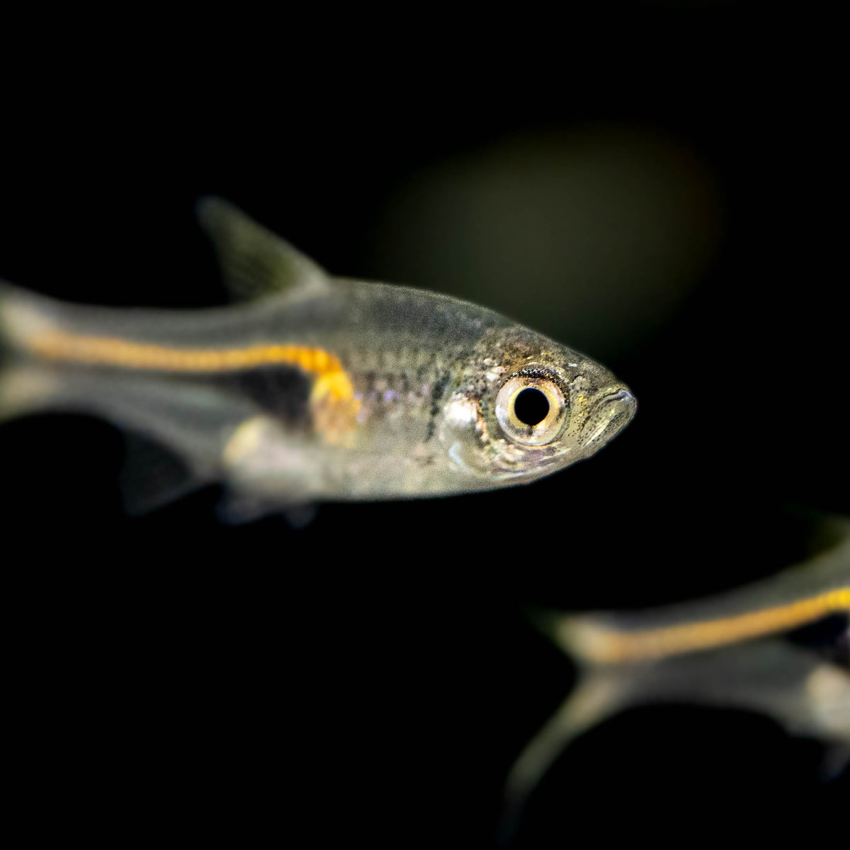 Glowlight Rasbora (Trigonostigma hengeli) 2-2.5cm – Your Local Fish Store