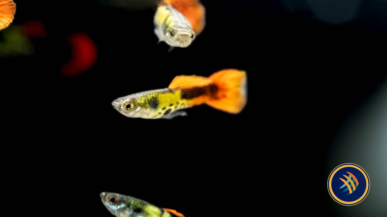 Livebearers – Your Local Fish Store