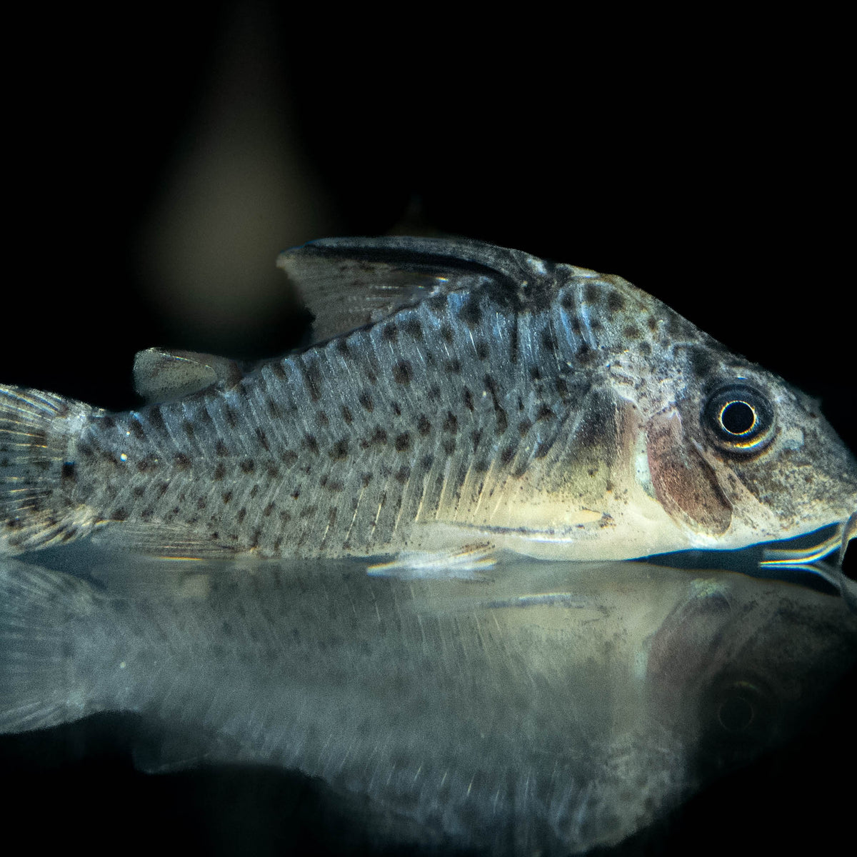 Corydoras melanistus (Spotted Cory) – Your Local Fish Store