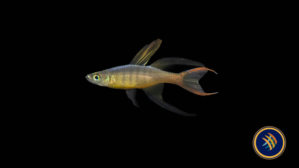 Rainbowfish Killifish & Danios – Your Local Fish Store