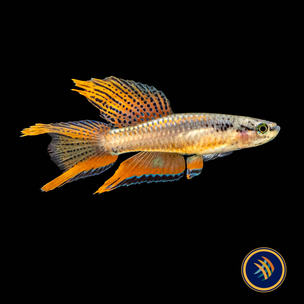 Two Stripe Lyretail Killifish (Aphyosemion bivittatum) Aquarium Glaser ...
