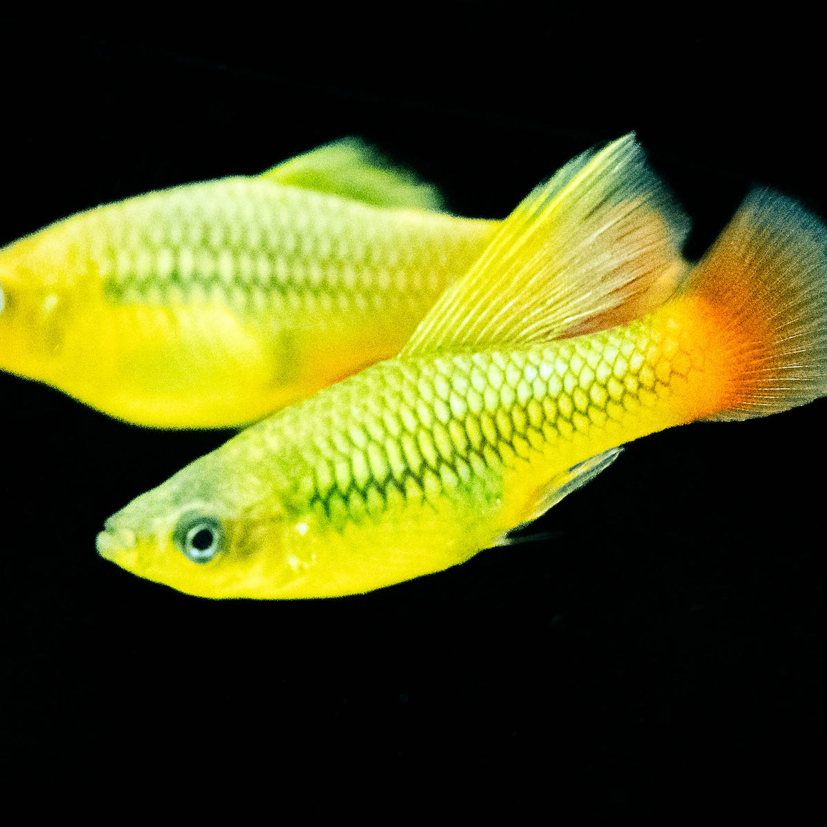 Variatus Platy (Xiphophorus variatus) 3cm+ – Your Local Fish Store