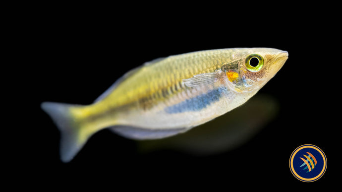 Livestock – Your Local Fish Store