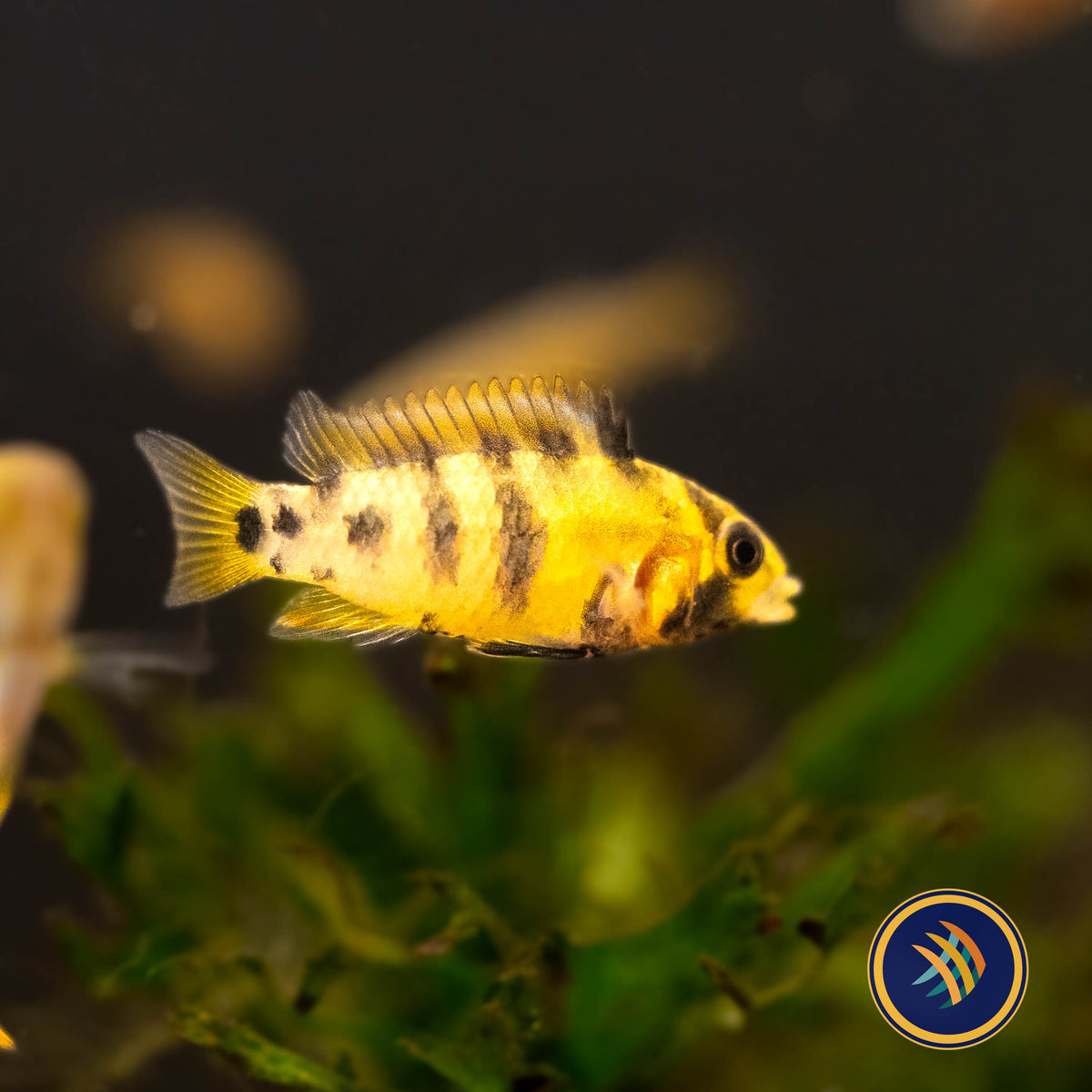 Apistogramma Baenschi 'Inka I' Pairs Med-Large Aquarium Glaser – Your ...