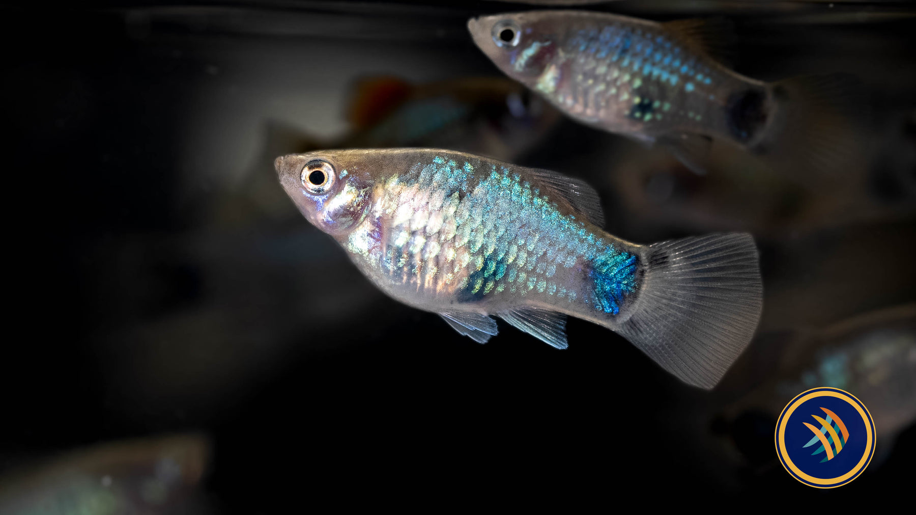 Livebearers – Your Local Fish Store