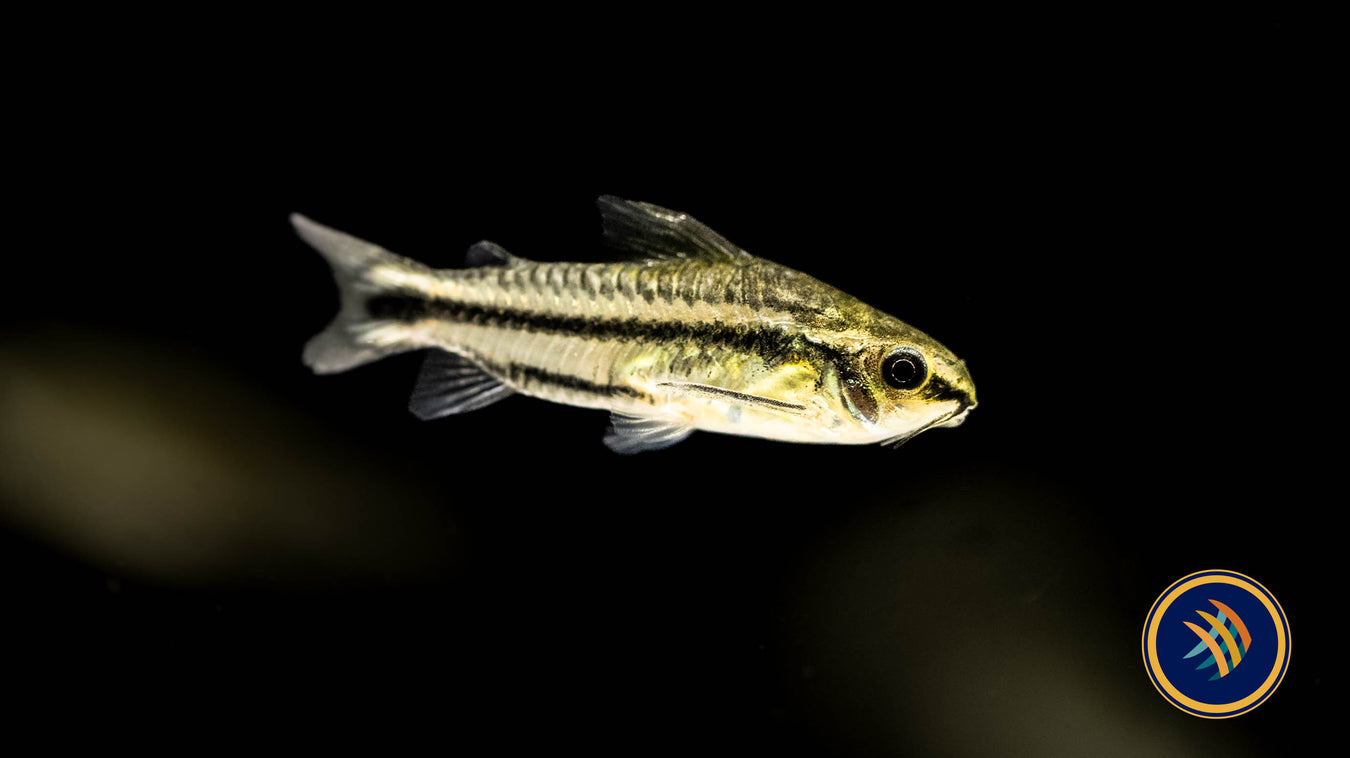 Catfish Loaches & Plecos – Your Local Fish Store