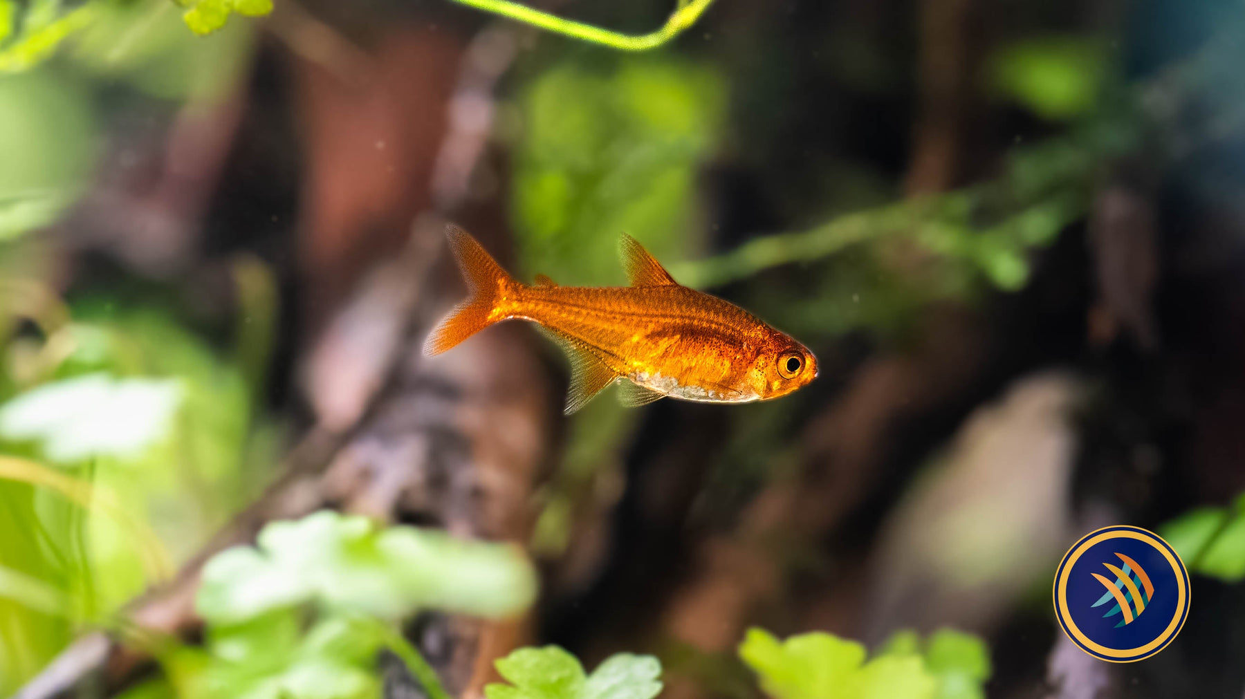 Tetras Rasboras & Pencilfish – Your Local Fish Store