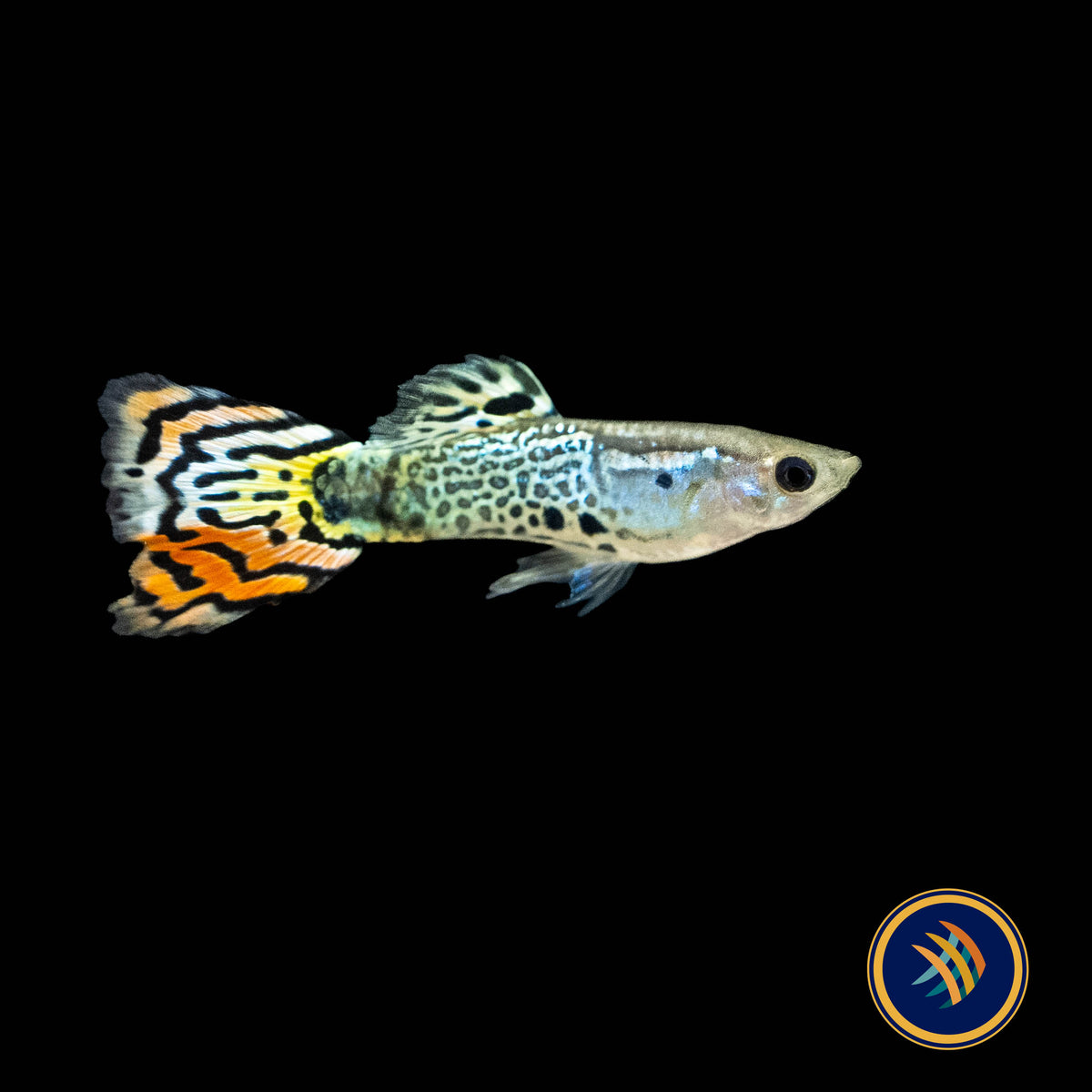 Fancy Guppy Pair Red Leopard (Poecilia reticulata) – Your Local Fish Store