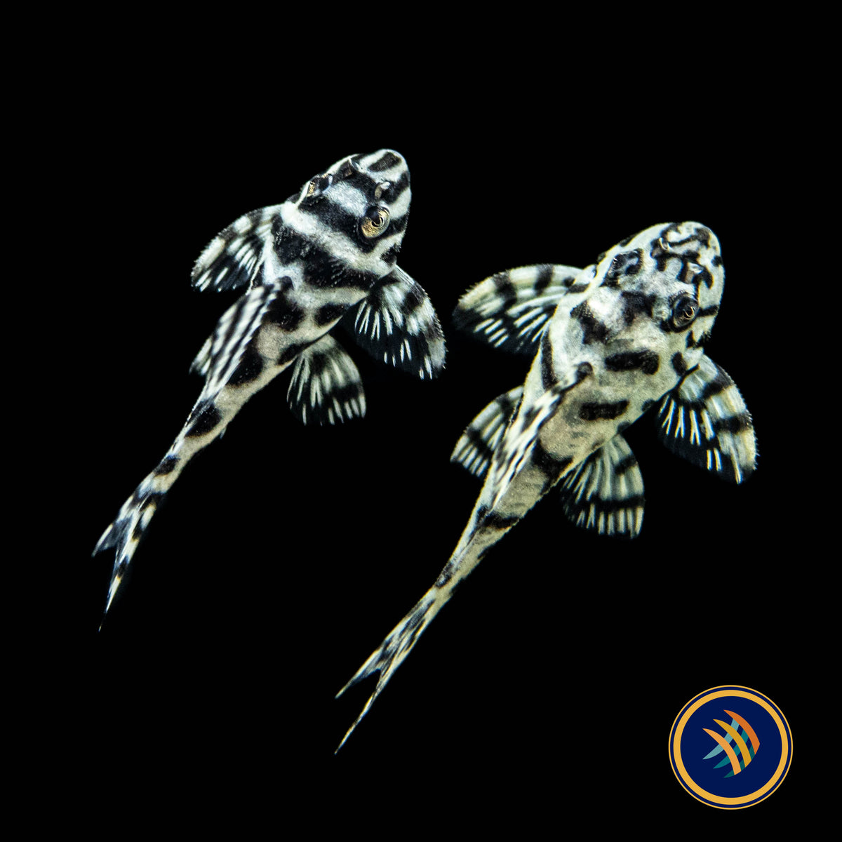 L236 Super White Hypancistrus Pleco (PlecoCeramics) – Your Local Fish Store