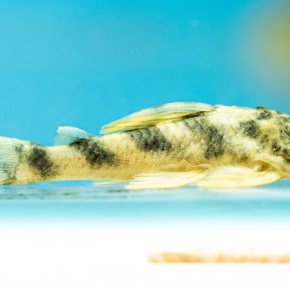 L243 Peckoltia Orange Tiger Pleco (Peckoltia wernekei) – Your Local ...