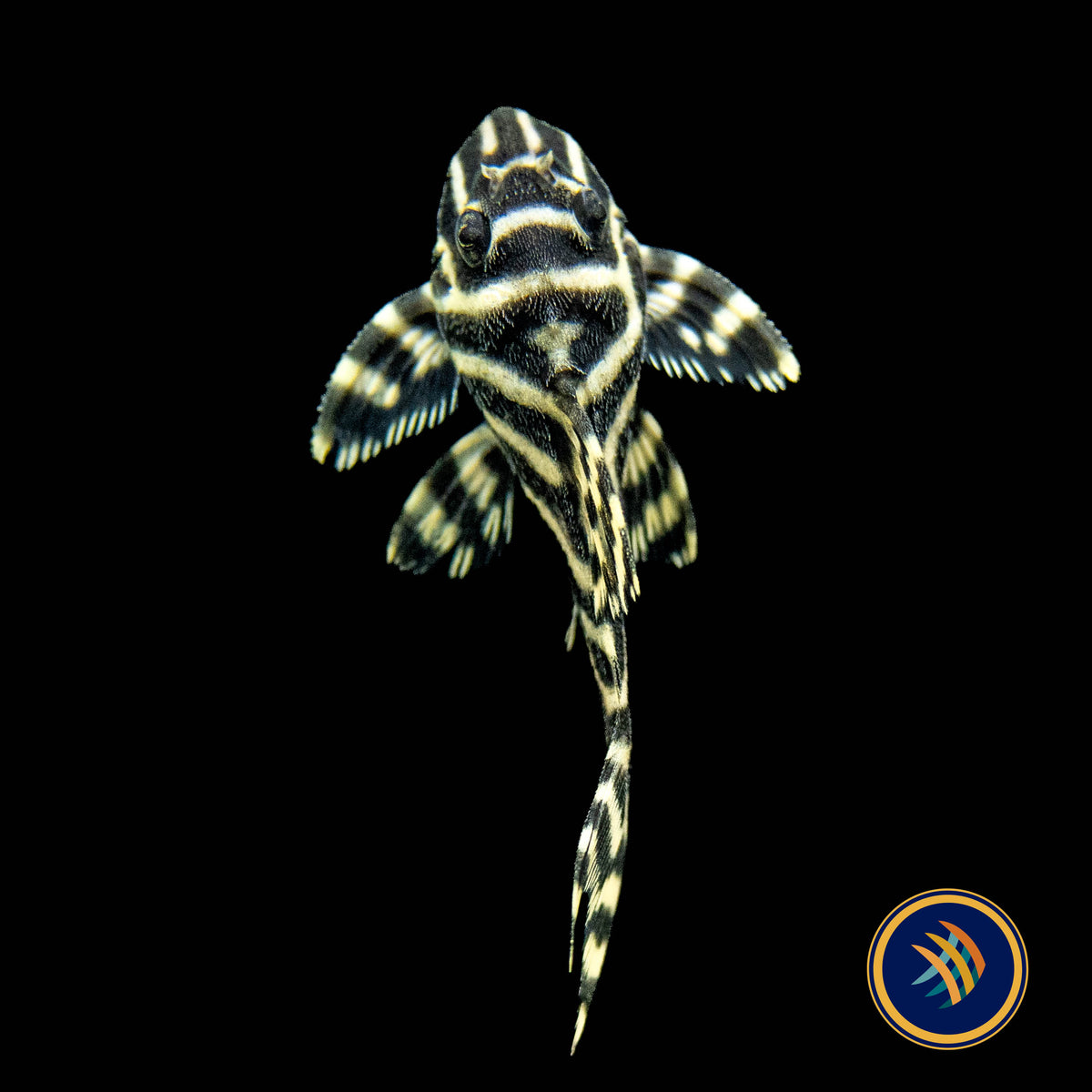 L333 Hypancistrus Gold Grade A Pleco (Plecoceramics) – Your Local Fish ...