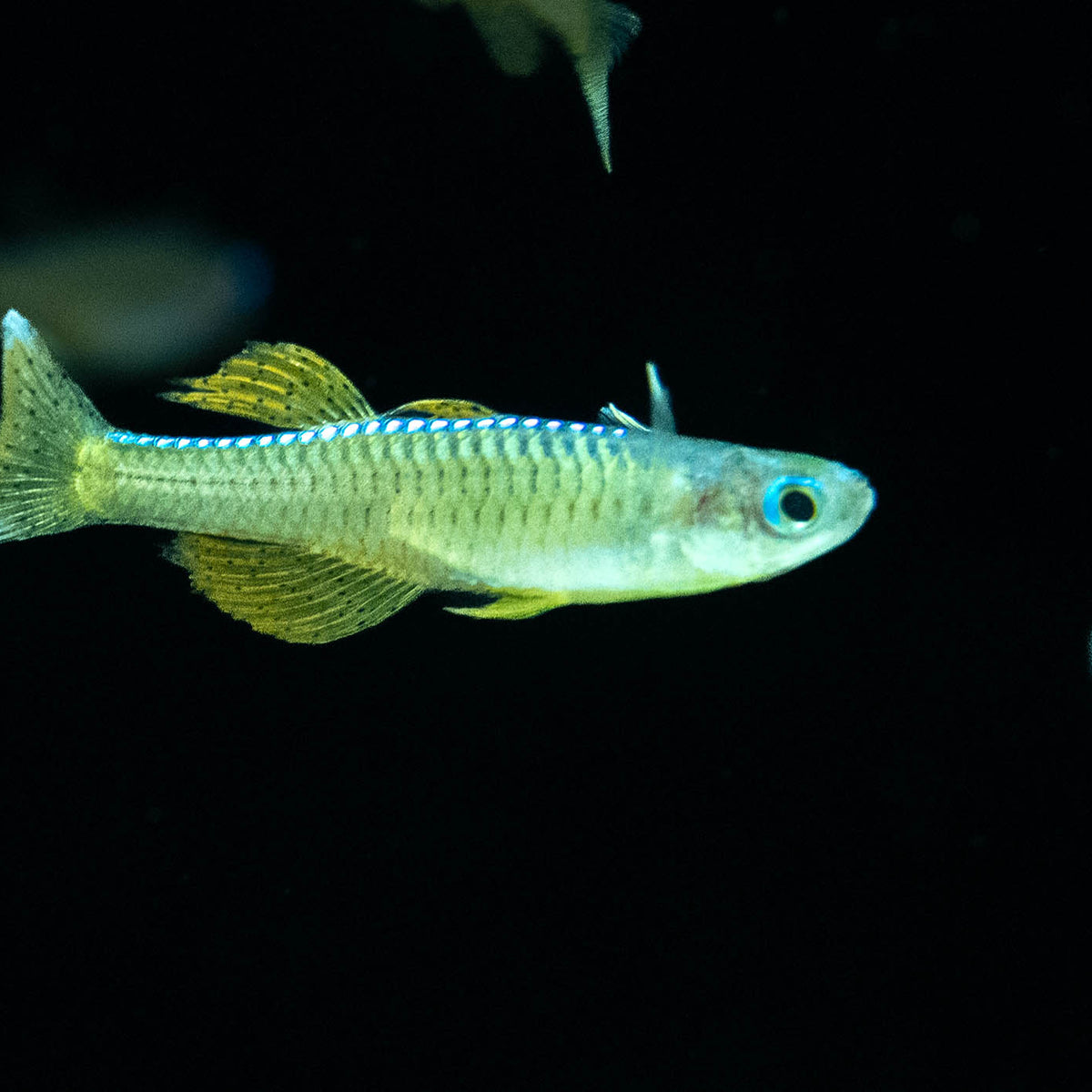 Red Neon Blue Eye Rainbow (Pseudomugil luminatus) 2cm – Your Local Fish ...