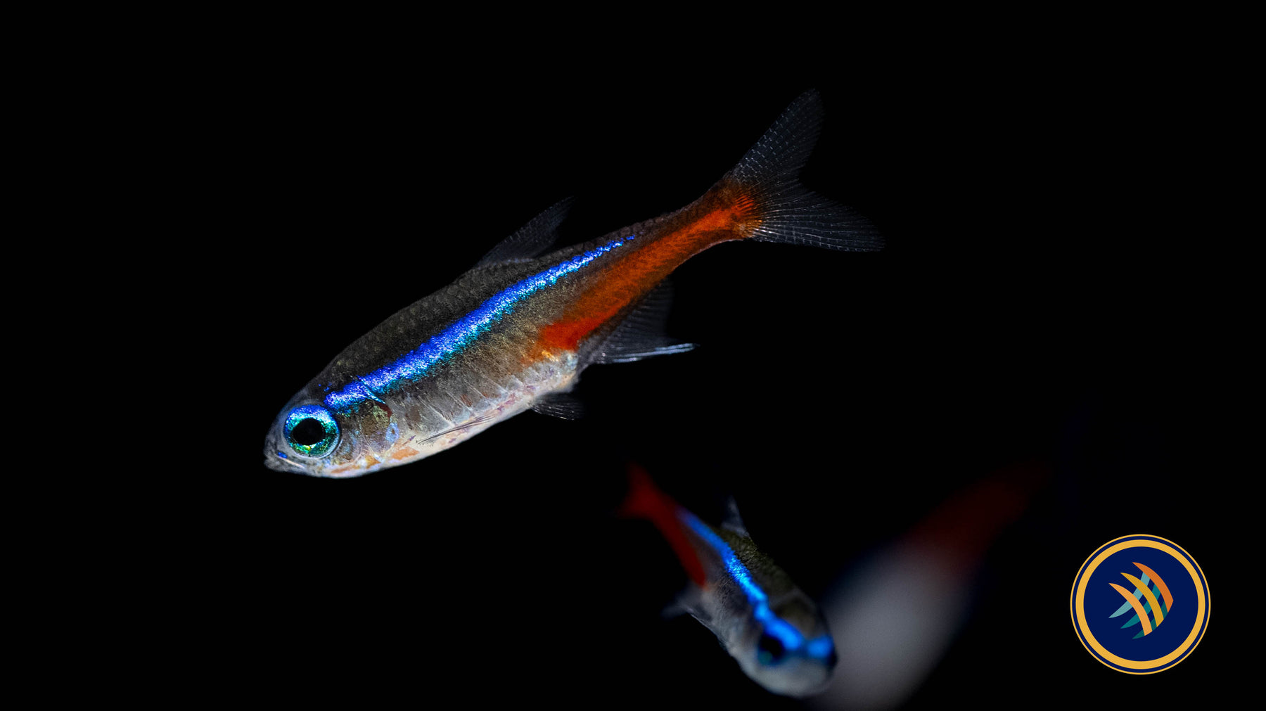 Freshwater Fish – Your Local Fish Store